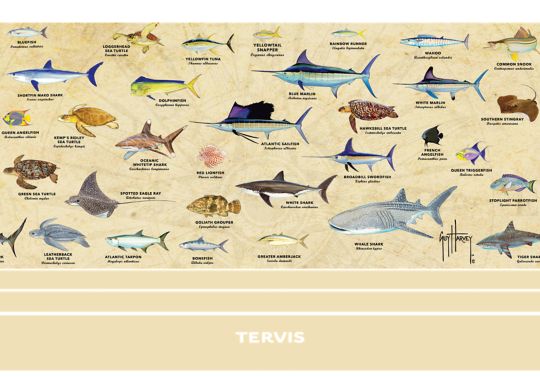 Guy Harvey® - Charts | 30 oz Stainless Tumbler | Slider Lid | Tervis